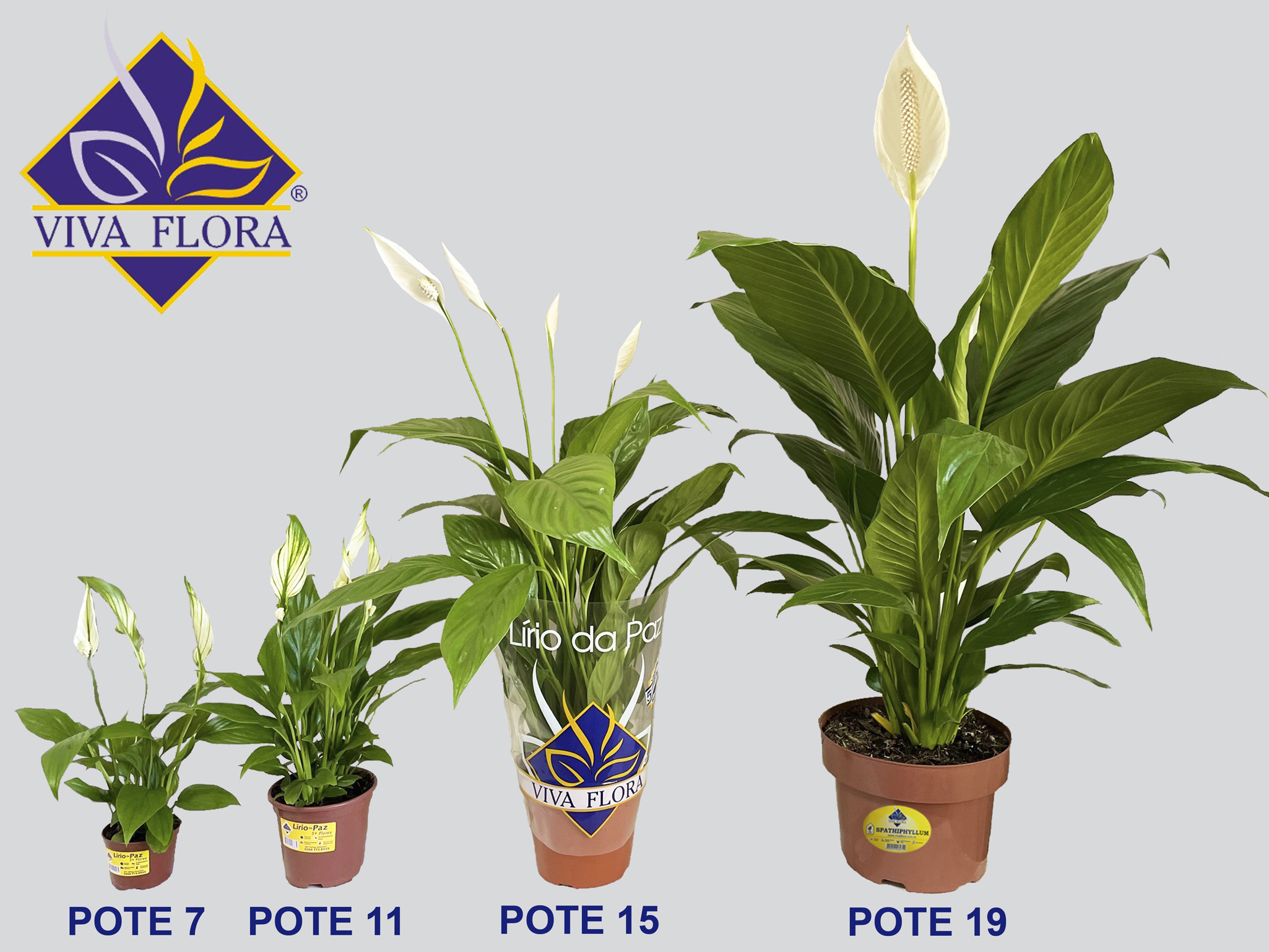 VIVA FLORA - 26º Veiling Market